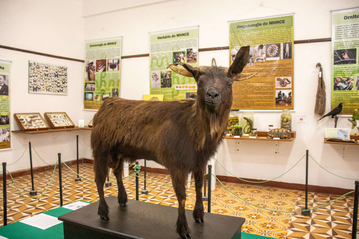 Após restauro completo e exposição inédita em Pacoti, Bode Ioiô volta ...